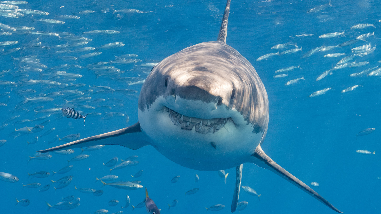 What To Do If You See A Shark, Per A Marine Biologist