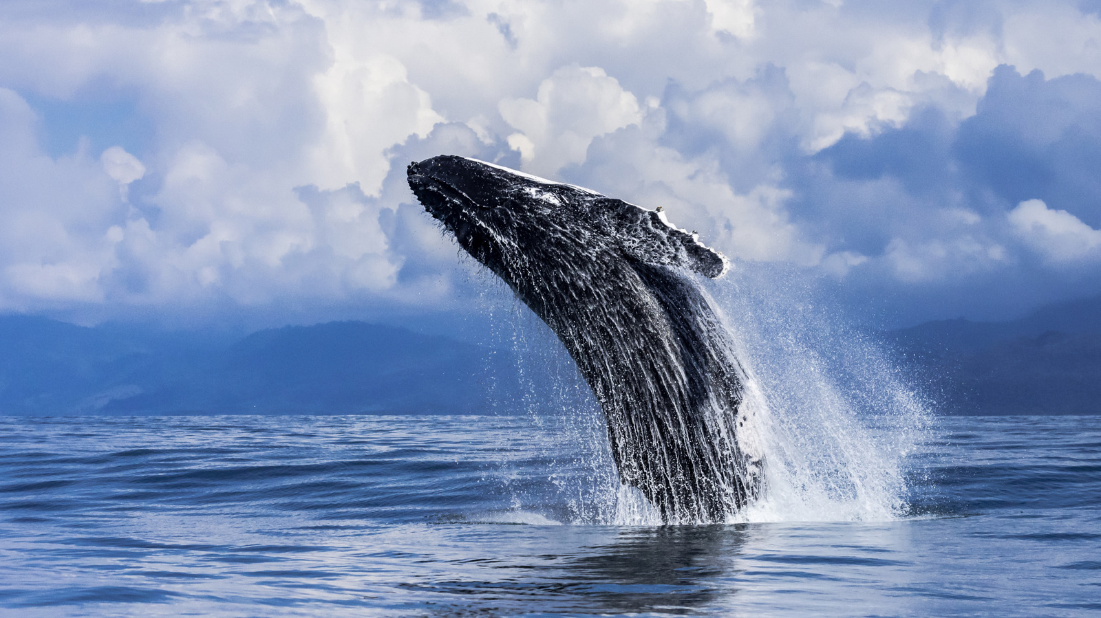 A Sun-Soaked Costa Rican Surf Town Hosts The World's Longest Whale ...