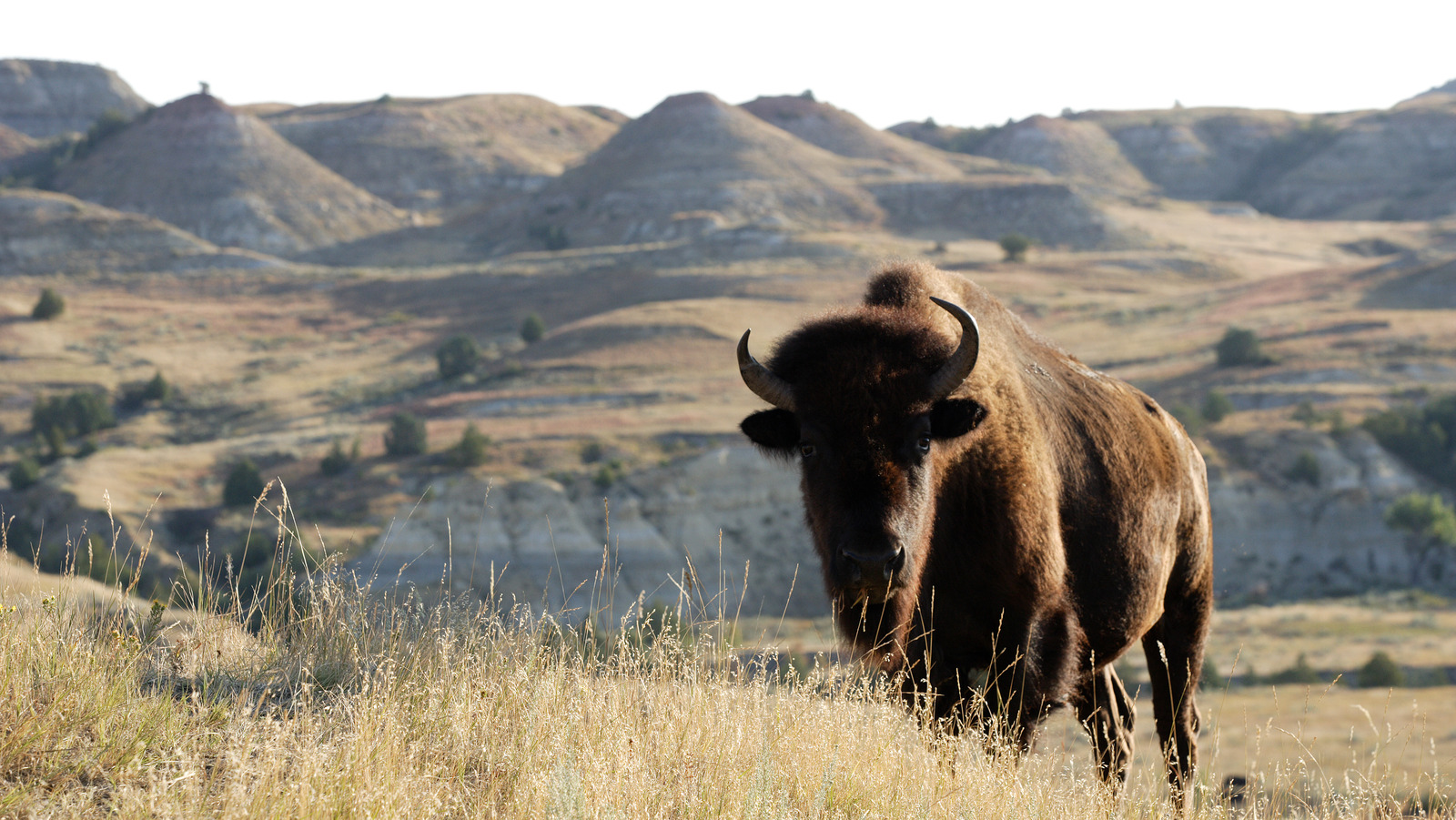 Avoid Crowds And Spot Wildlife At This Underrated Midwest National Park