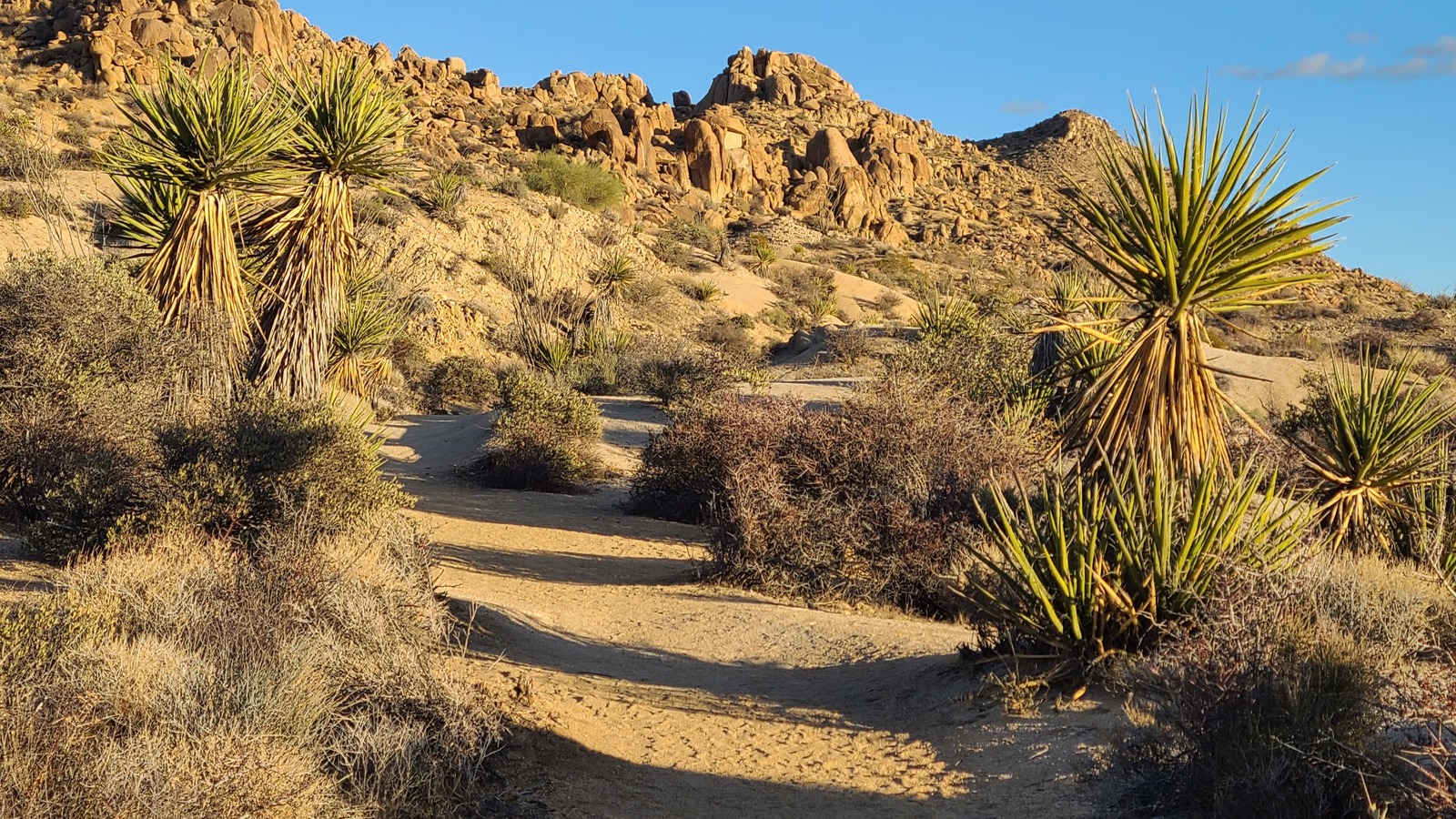 Avoid The Crowds And Enjoy The Views On This Breathtaking Joshua Tree ...