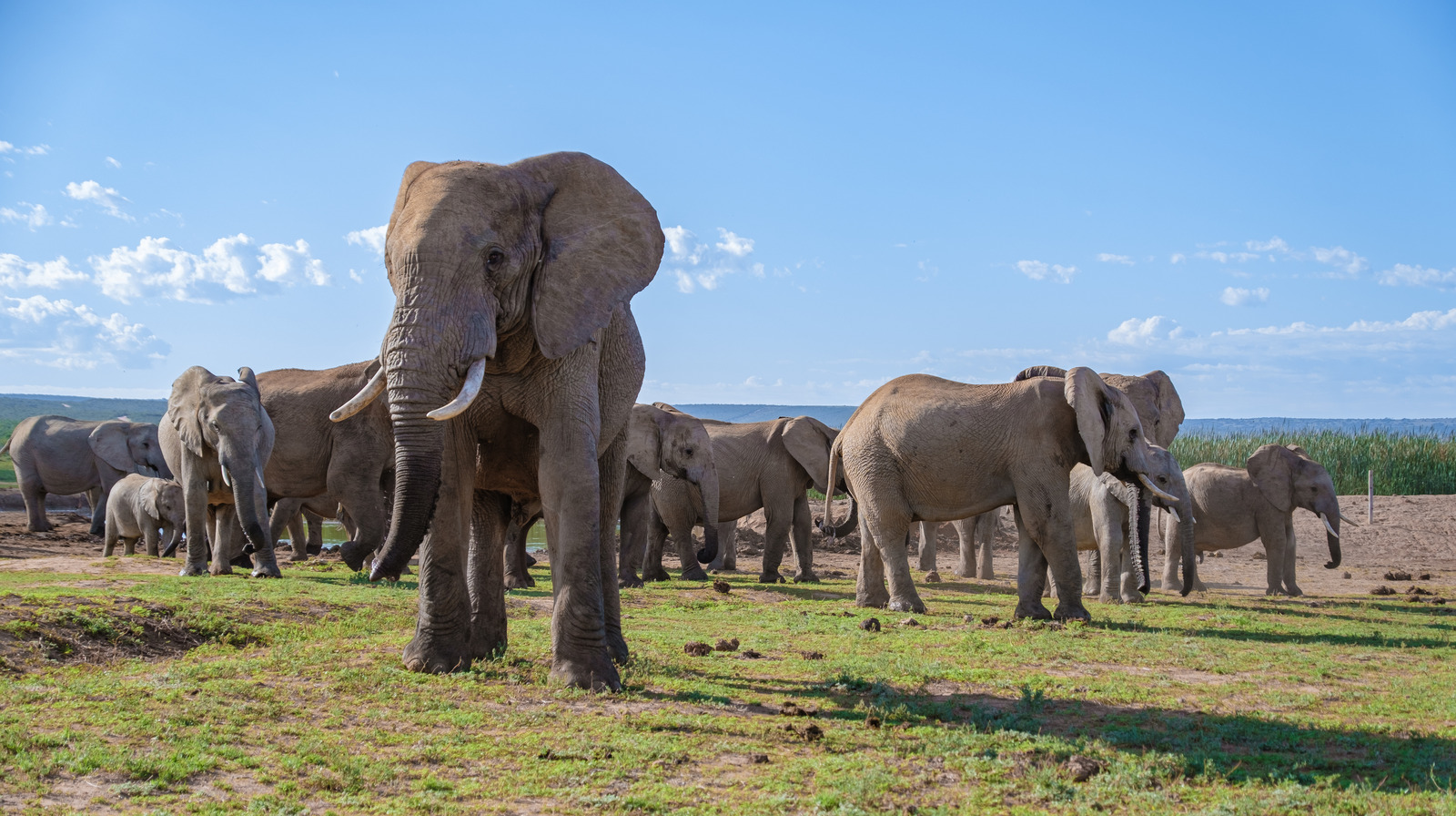 Catch A Glimpse Of Incredible Elephants At This Park In South Africa