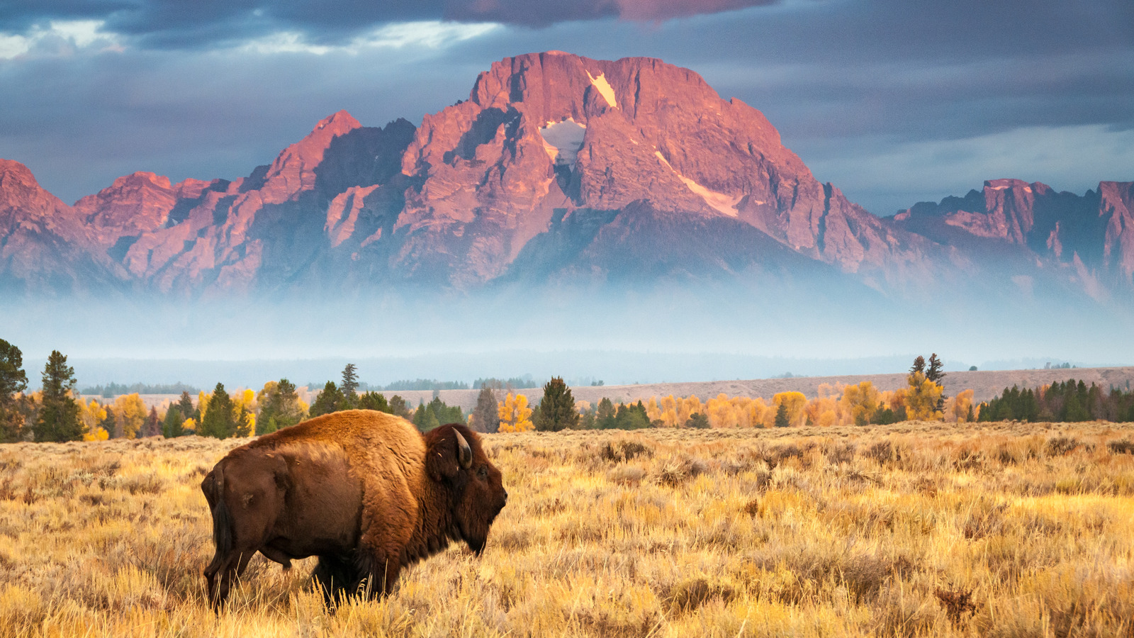 Crucial Wildlife Tips Any Nature Enthusiast Needs To Know From National ...