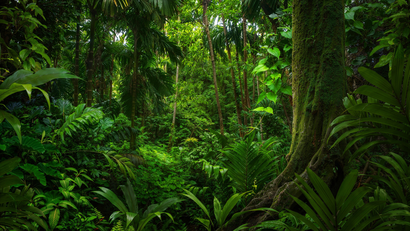 Yasuni National Park Is The Most Biologically Diverse Destination On Earth
