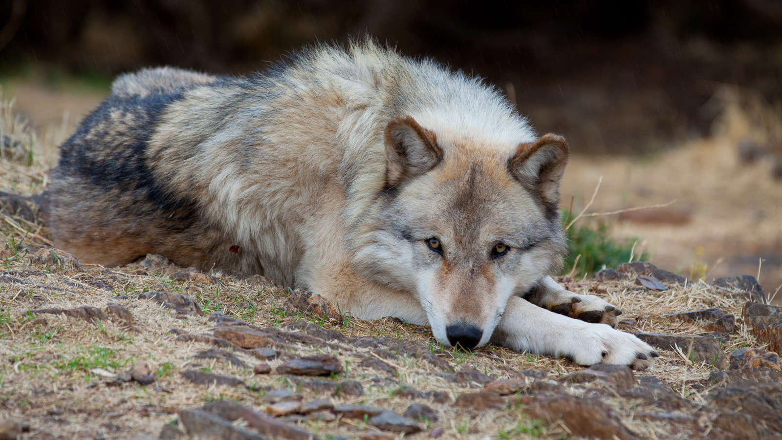 Endangered Wolves Are Back In California, So Here's The Best Thing To ...