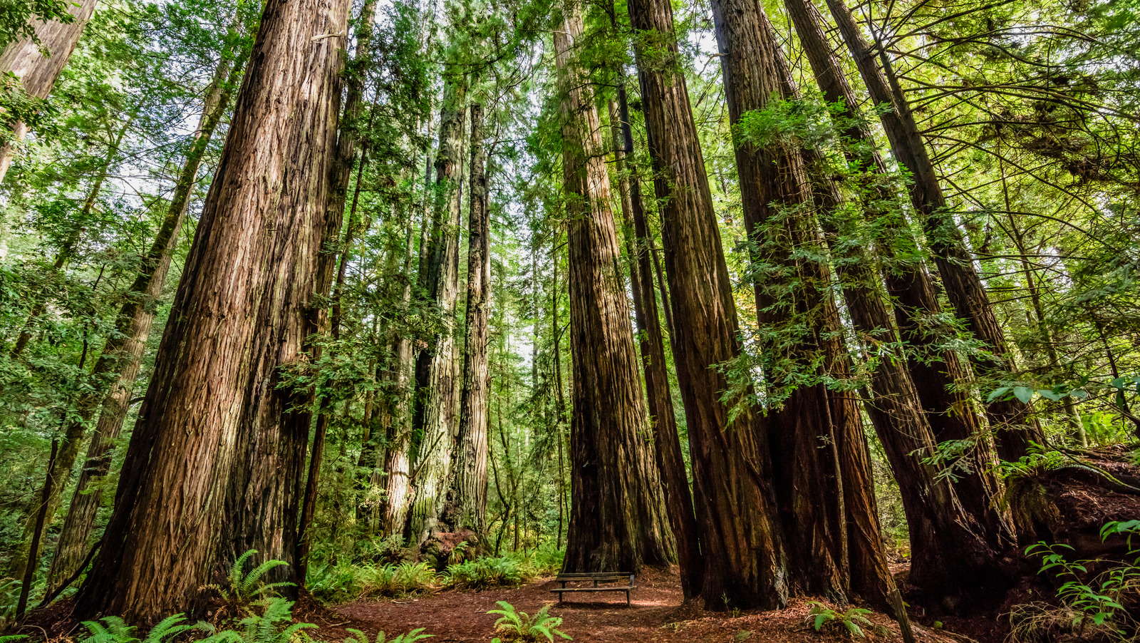 Head To This Enchanting West Coast Forest To Visit The Set Of E.T.