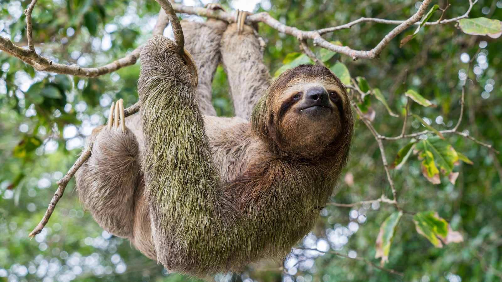 Costa Rica Sloths