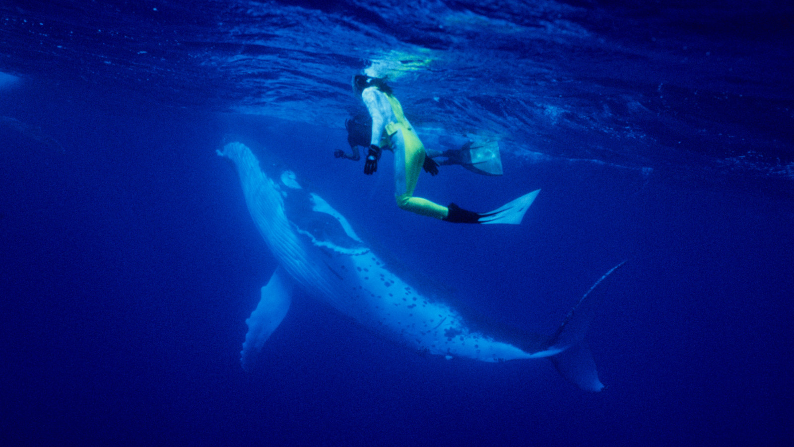 Is It Ever Okay To Swim With Whales On A Trip? A Marine Biologist Weighs In