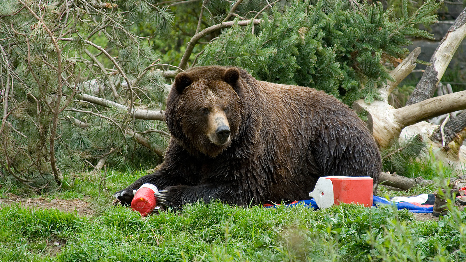 Keep Bears Away From Your Campsite With The Help Of This Cleaning Product