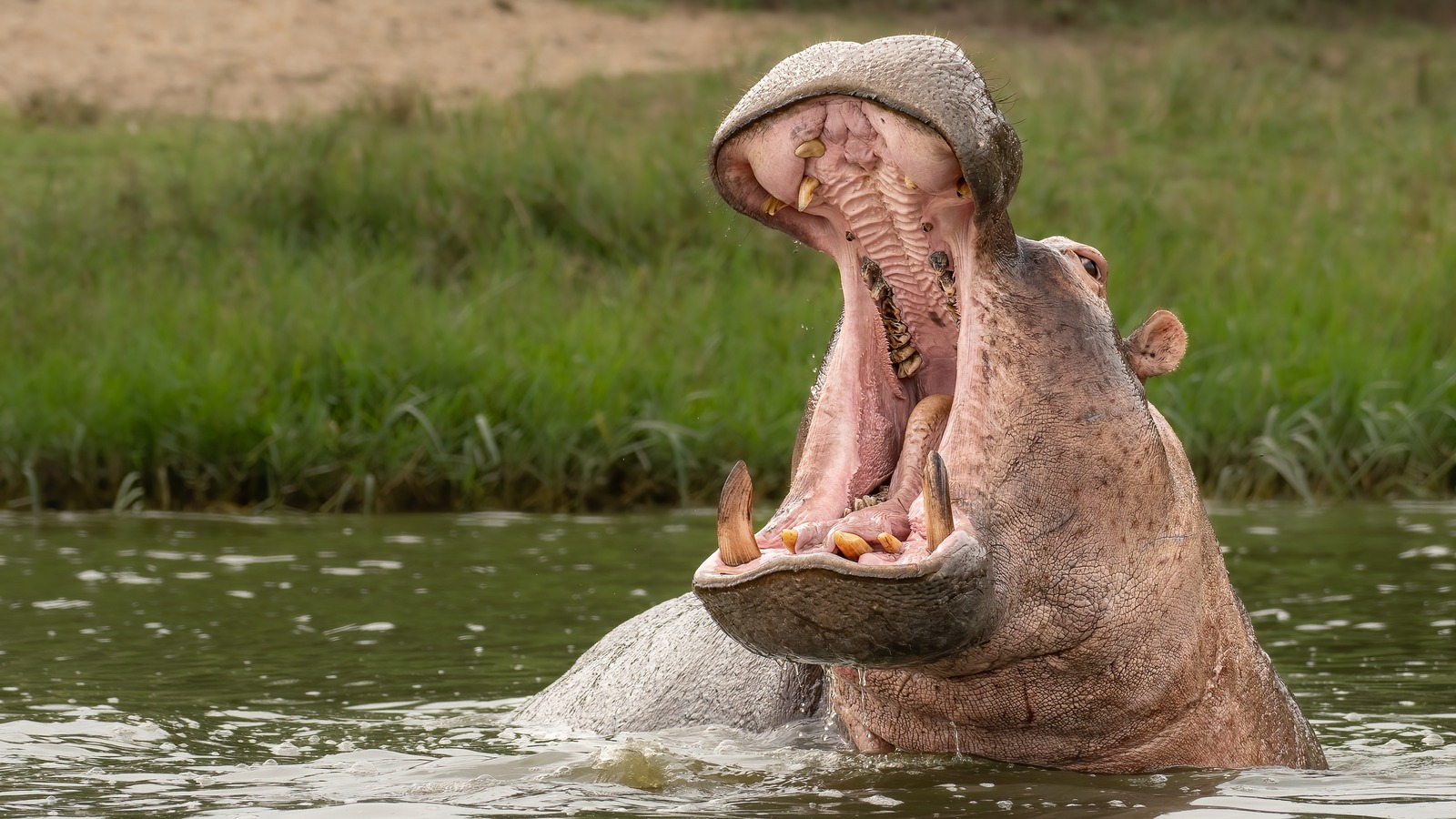 Paul Templer Hippo Attack