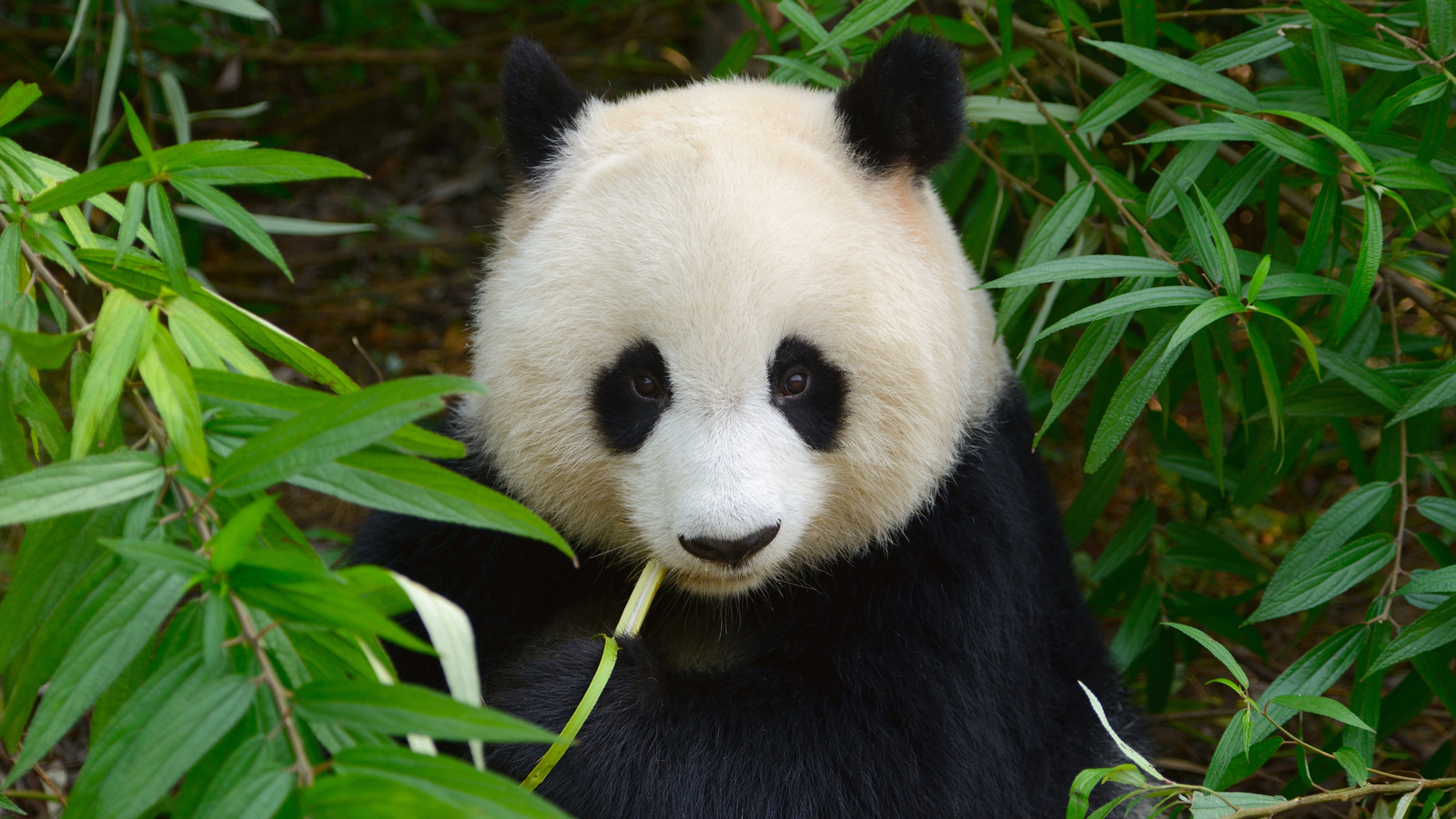 One Of China's Best National Parks Is A Massive Sanctuary With Stunning ...