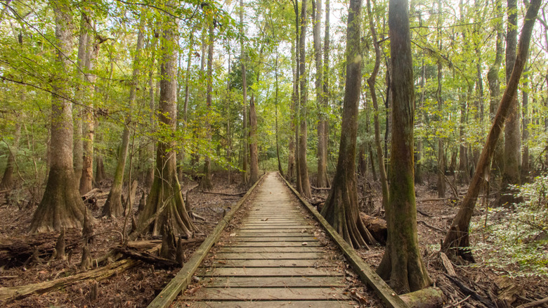 Scenic Beginner Hiking Trails In America's National Parks