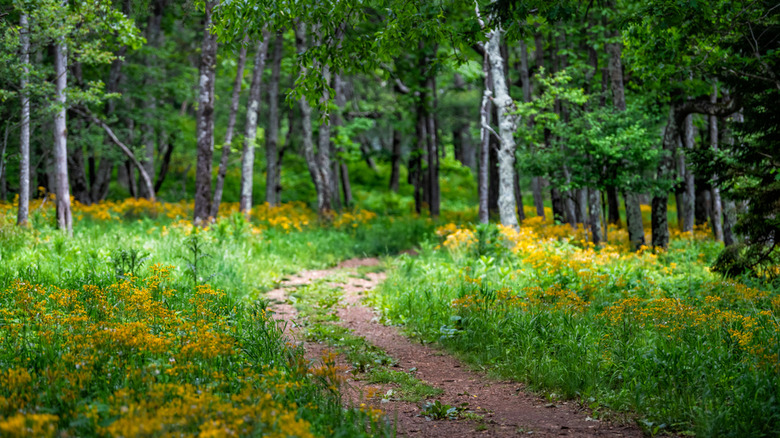 Scenic Beginner Hiking Trails In America's National Parks