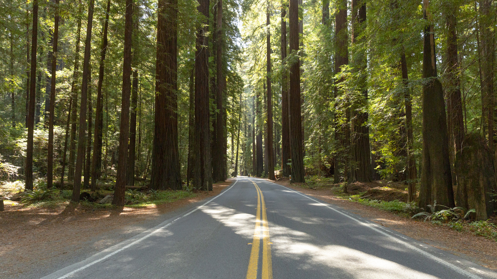 Explore The Avenue Of The Giants From The Ancient Redwoods RV Park