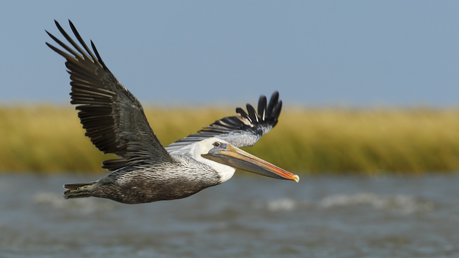Pristine High Island Is The Best Birdwatching Destination In Texas