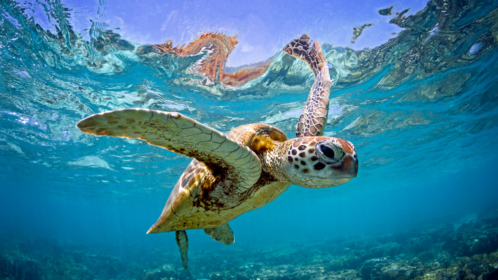 The Best Family-Friendly Destinations For Sea Turtle Lovers, According To Research