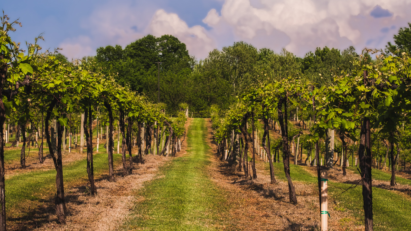 The Midwest's Best-Kept Wine Secret Is Tucked Away In This Historic ...