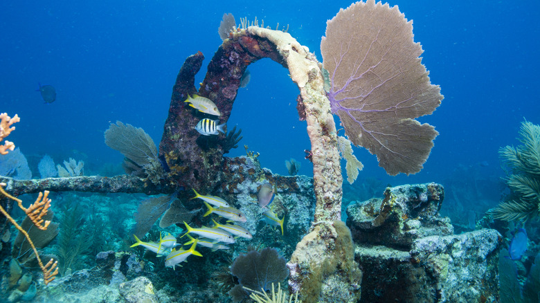 The Most Beautiful Coral Reefs In The World