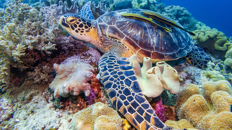 The Most Beautiful Coral Reefs In The World