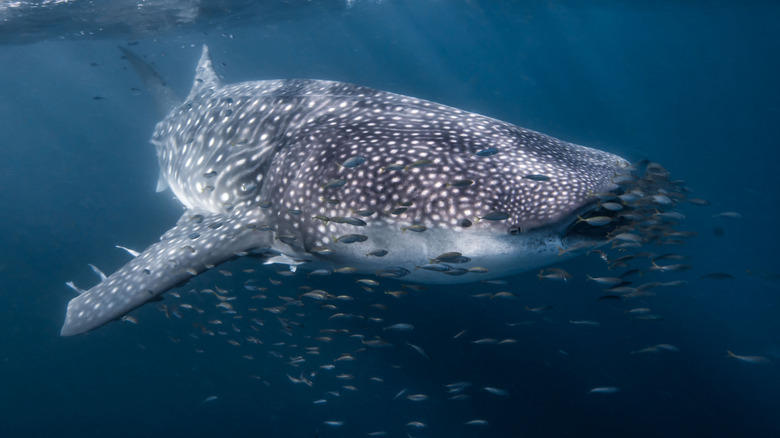 The Most Beautiful Coral Reefs In The World