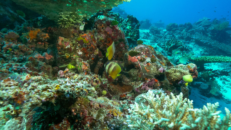 The Most Beautiful Coral Reefs In The World
