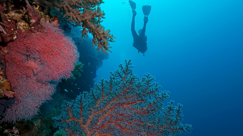 The Most Beautiful Coral Reefs In The World