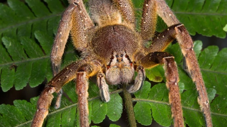 The Most Dangerous Animals In The Amazon Rainforest