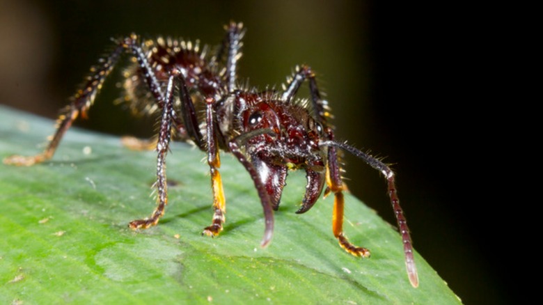 The Most Dangerous Animals In The Amazon Rainforest