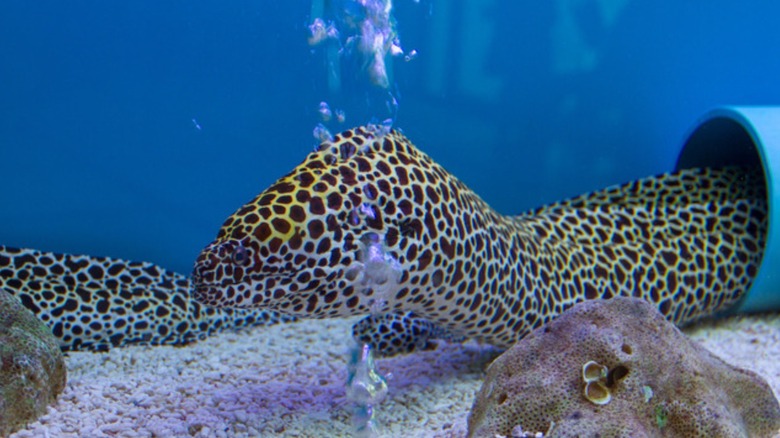 The Most Dangerous Animals In The Amazon Rainforest