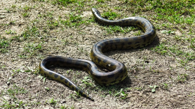 The Most Dangerous Animals In The Amazon Rainforest