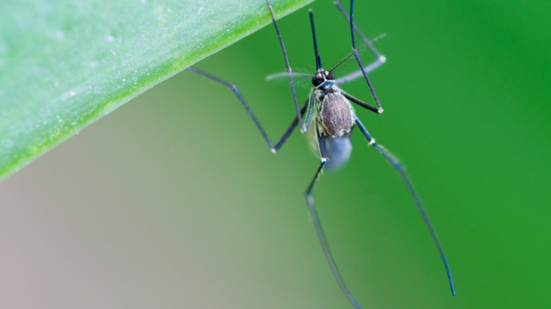The Most Dangerous Animals In The Amazon Rainforest