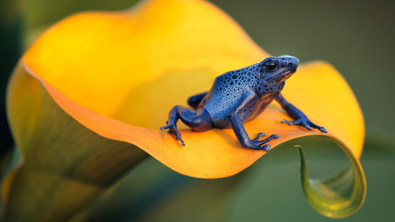 The Most Dangerous Animals In The Amazon Rainforest