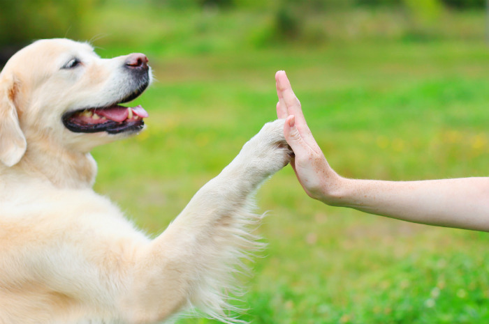 Whats The Most Friendly Dog Breed