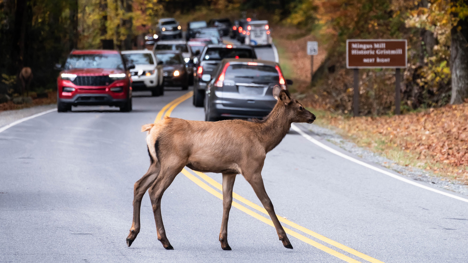 To Avoid Hitting A Deer On Your Road Trip, Look Out For The 'Plus One'