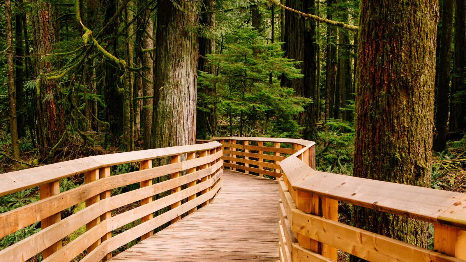 Why Cathedral Grove On Vancouver Island Is Worth The Trip (& How To ...