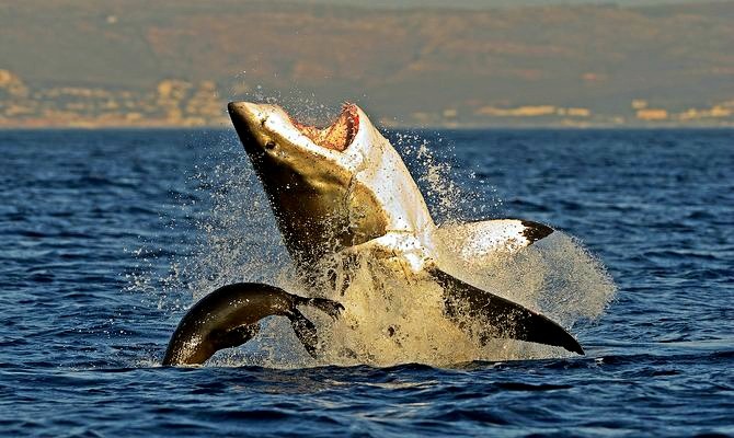 The World's Deadliest Sharks The World's Deadliest Sharks