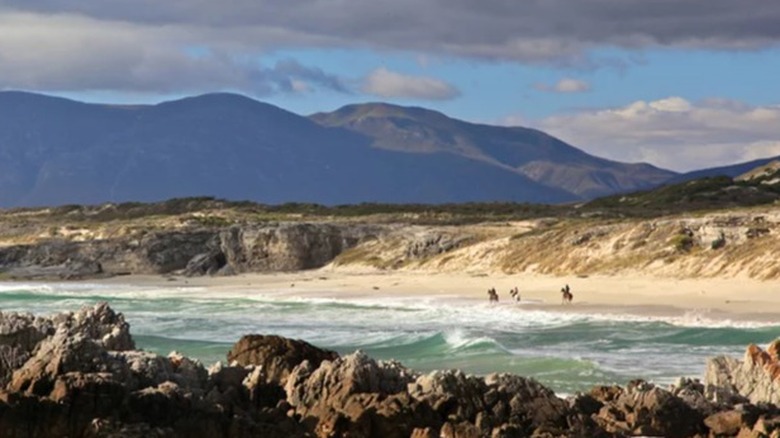 The World's Most Shark-Infested Beaches