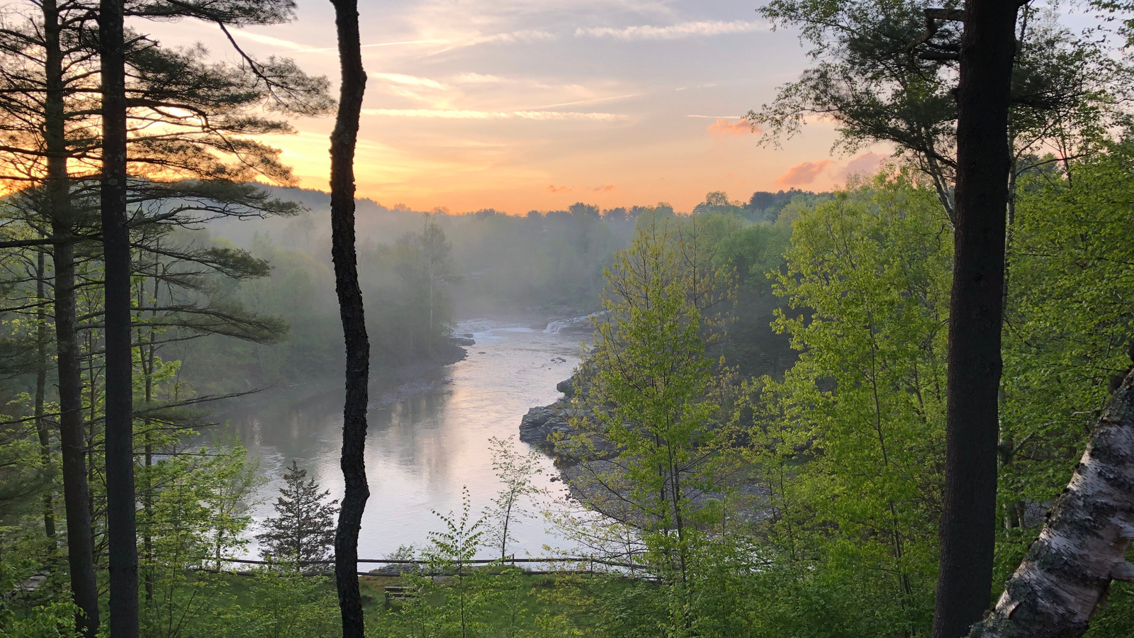 The World's Oldest Forest Was Discovered In A Location We'd Never Guess