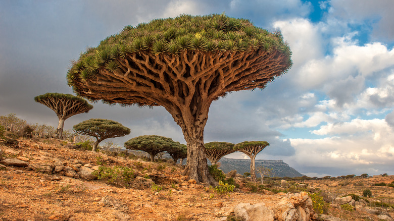 The World's Strangest Natural Wonders