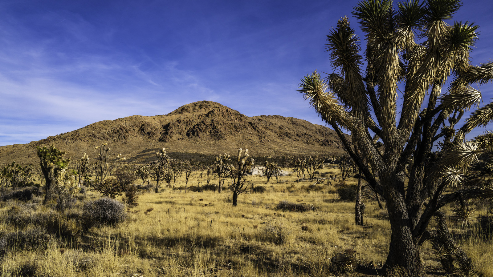 These Stunning Alternatives To Joshua Tree National Park Are Way Less ...