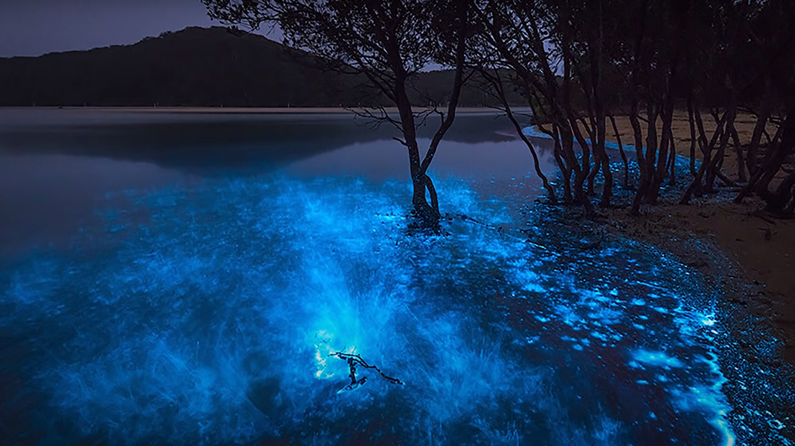 This Caribbean Natural Wonder Has The Brightest Glowing Luminous Water ...
