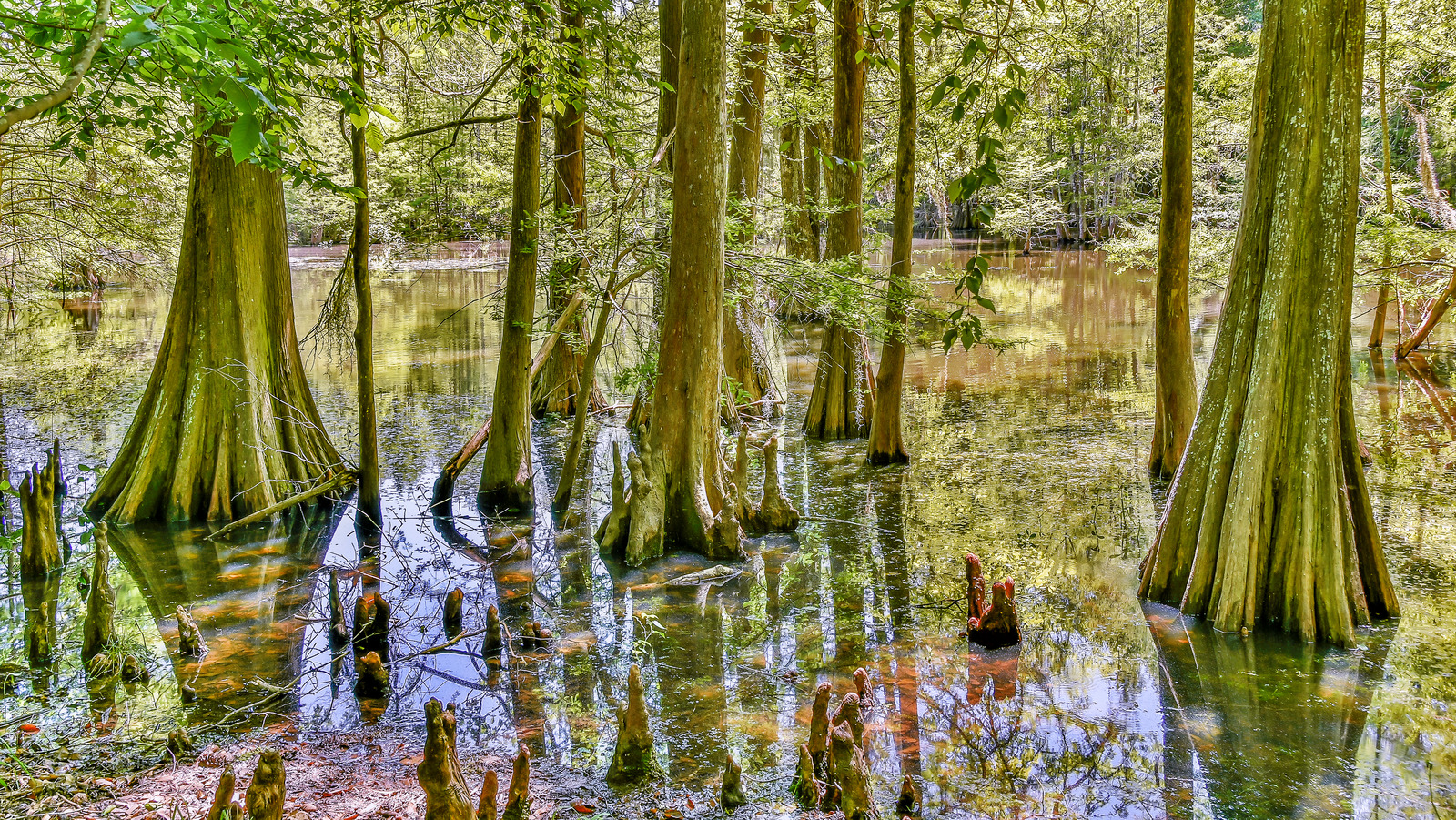 This Overshadowed Louisiana State Park Is A Paddlers' Dream With The ...