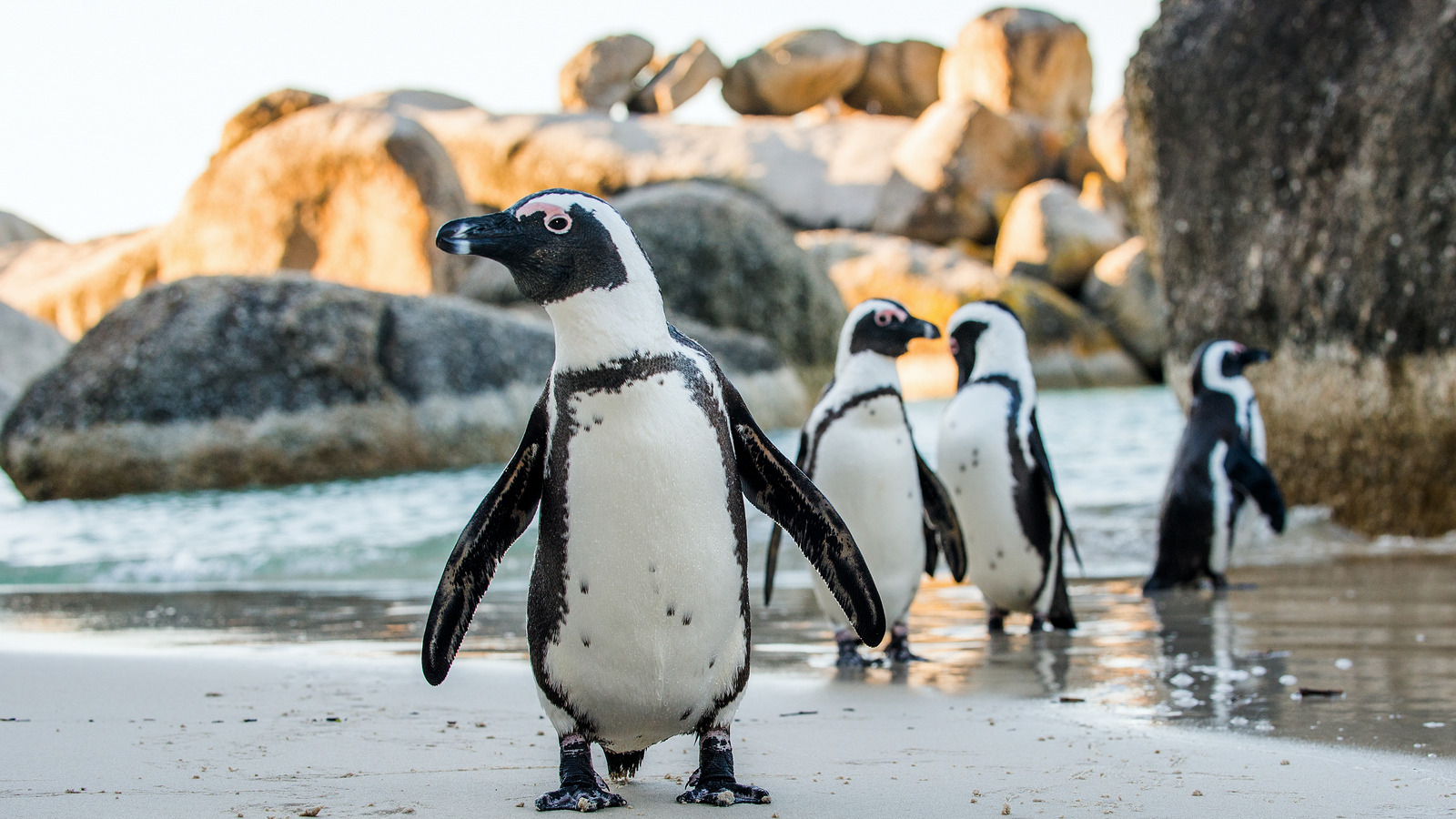 Visit These Unexpected Places For Epic Wild Penguin Sightings