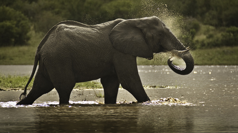 We Run Down The 50 Most Dangerous Animals In The World From Bad To Worst