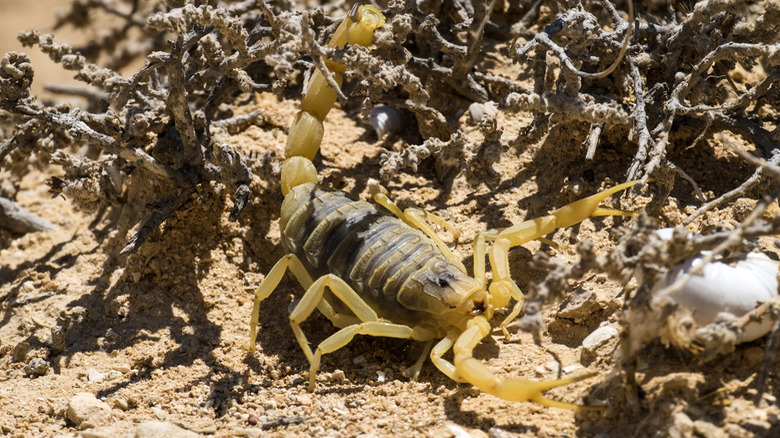 We Run Down The 50 Most Dangerous Animals In The World From Bad To Worst
