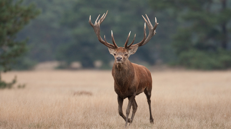 We Run Down The 50 Most Dangerous Animals In The World From Bad To Worst