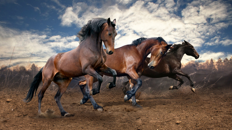 We Run Down The 50 Most Dangerous Animals In The World From Bad To Worst