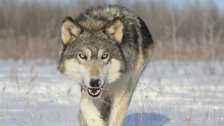 We Run Down The 50 Most Dangerous Animals In The World From Bad To Worst