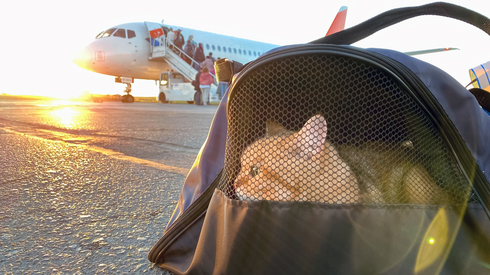 What To Do As A Person With Severe Pet Allergies On A Plane With A ...
